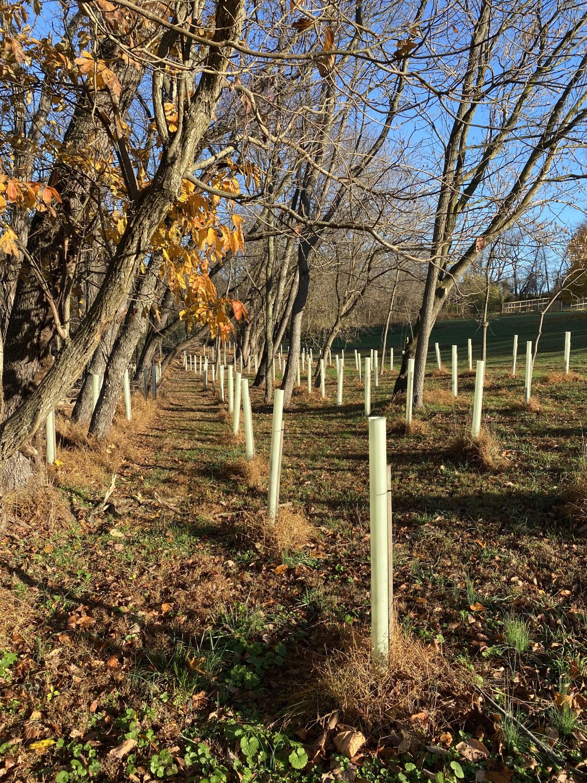 Healthy Forests Healthy Waters - Maryland Forestry Foundation